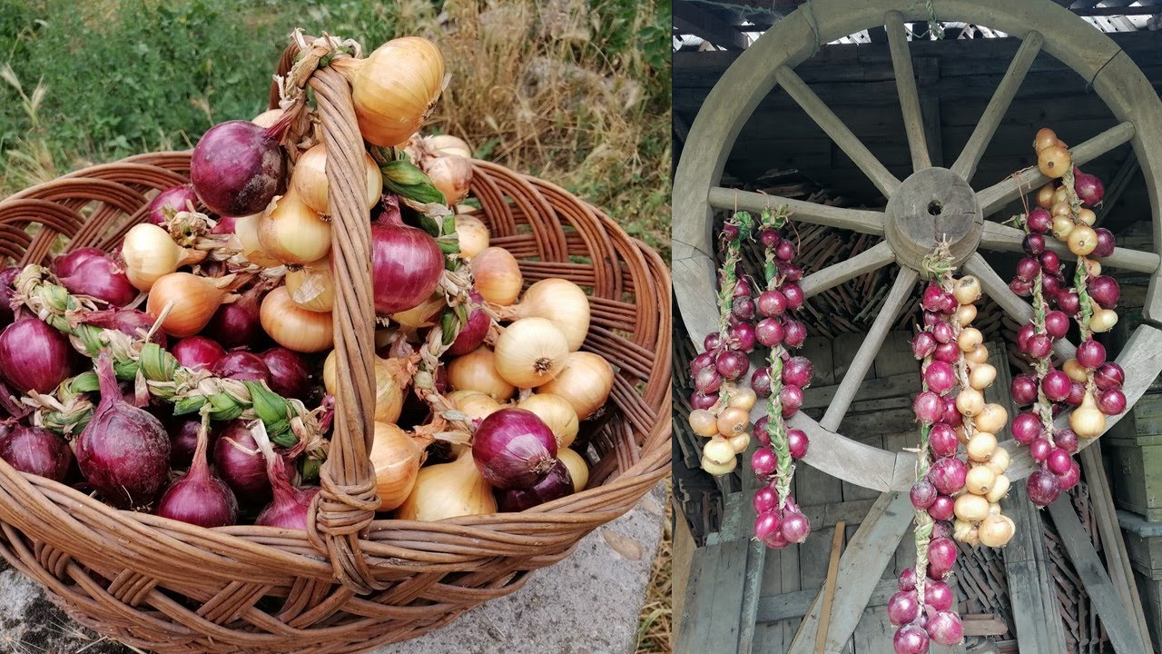 Cultivarea cepei din arpacig de la plantare pana la cules in gradina ...