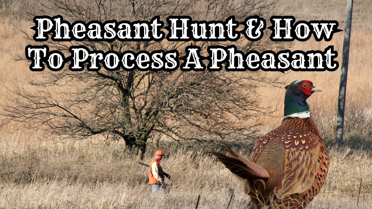 Pheasant Hunting & How To Process A Pheasant - YouTube