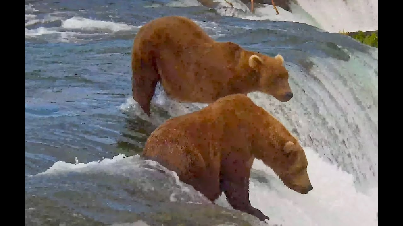 09 Sep 2024: 907 and 903 Gully fish the lip (explore.org) - YouTube