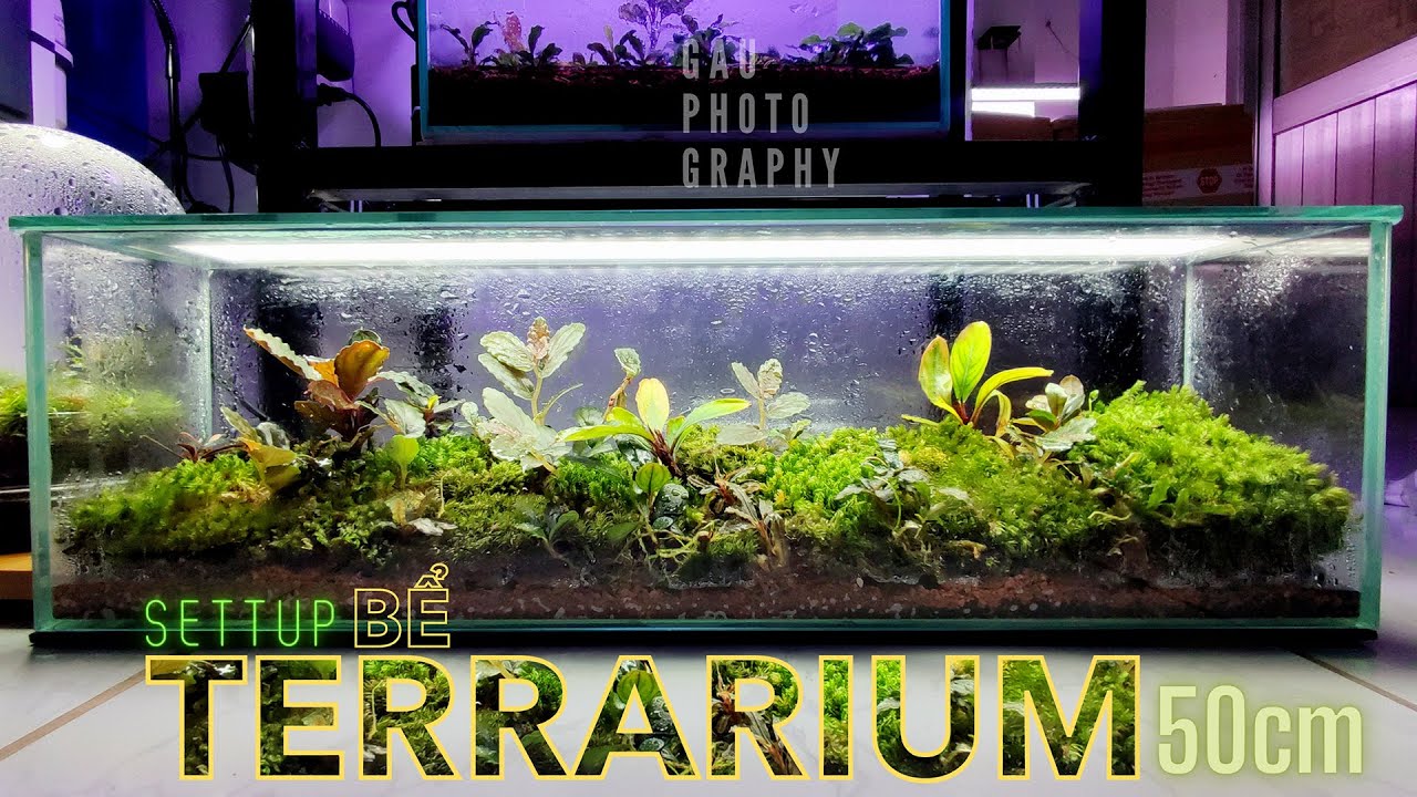 Settup bể Terrarium Bucep và rêu dài 50cm [hệ kín] - YouTube