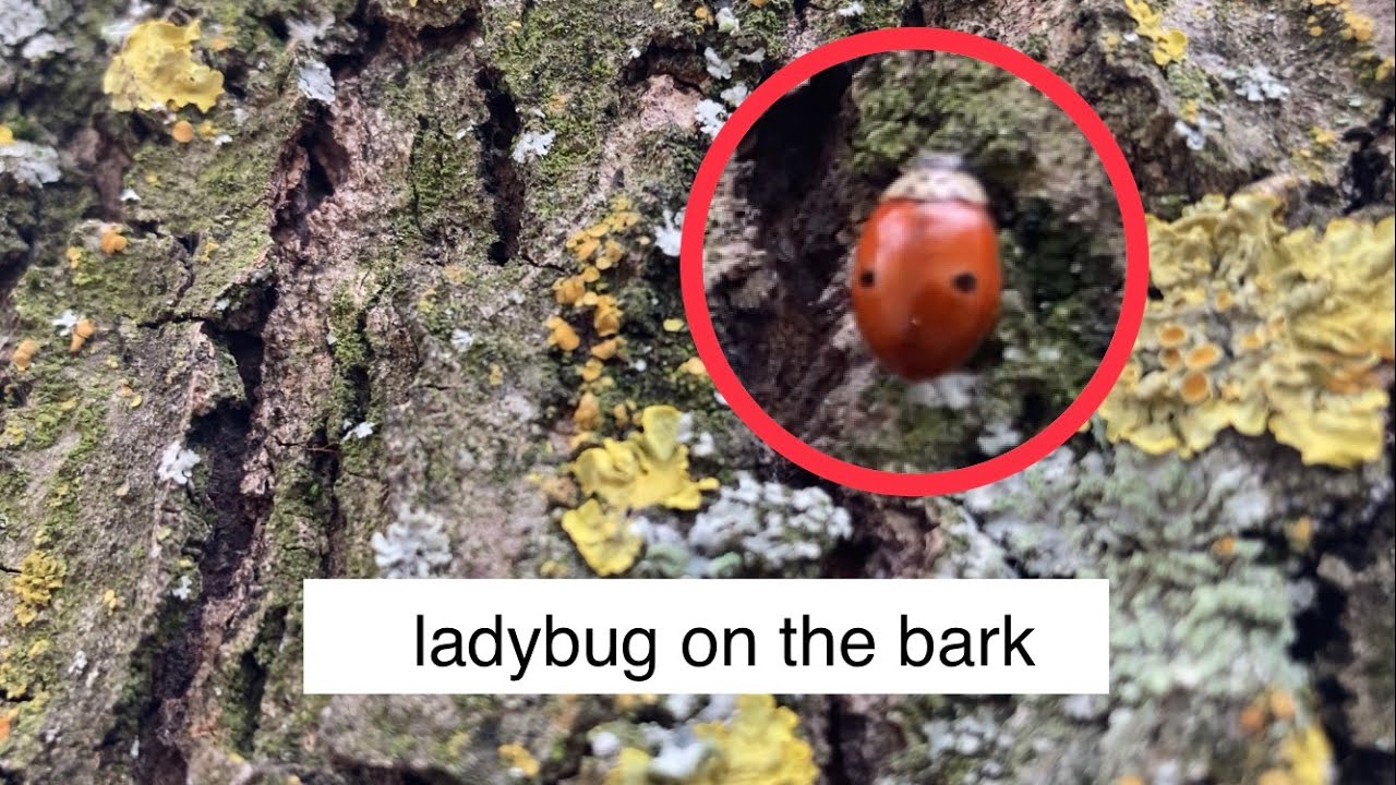 here is a ladybug on the bark - YouTube