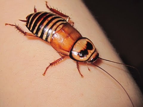 Eurycotis Decipiens/Zebra/Honeycomb Cockroaches Eating......and arguing. - YouTube