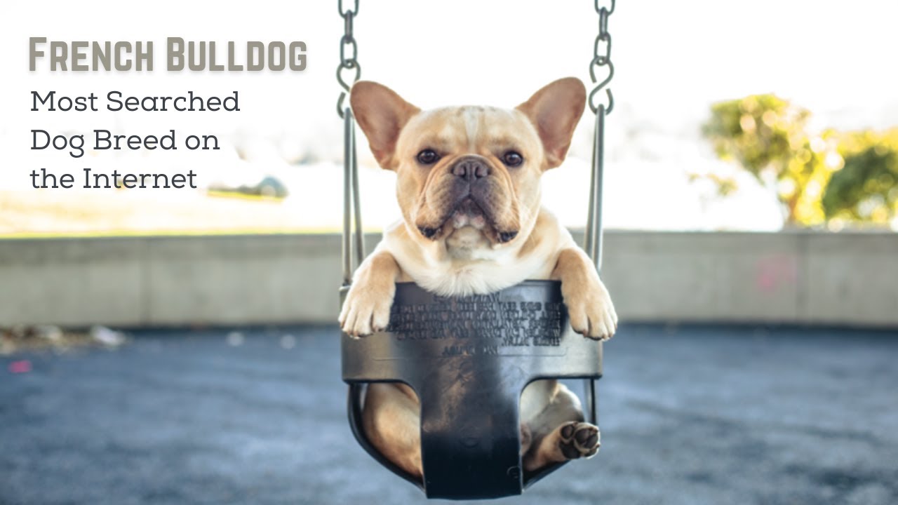 French Bulldog - Amazing Facts | A Cat Sized Cute Dog Breed | Frenchie ...