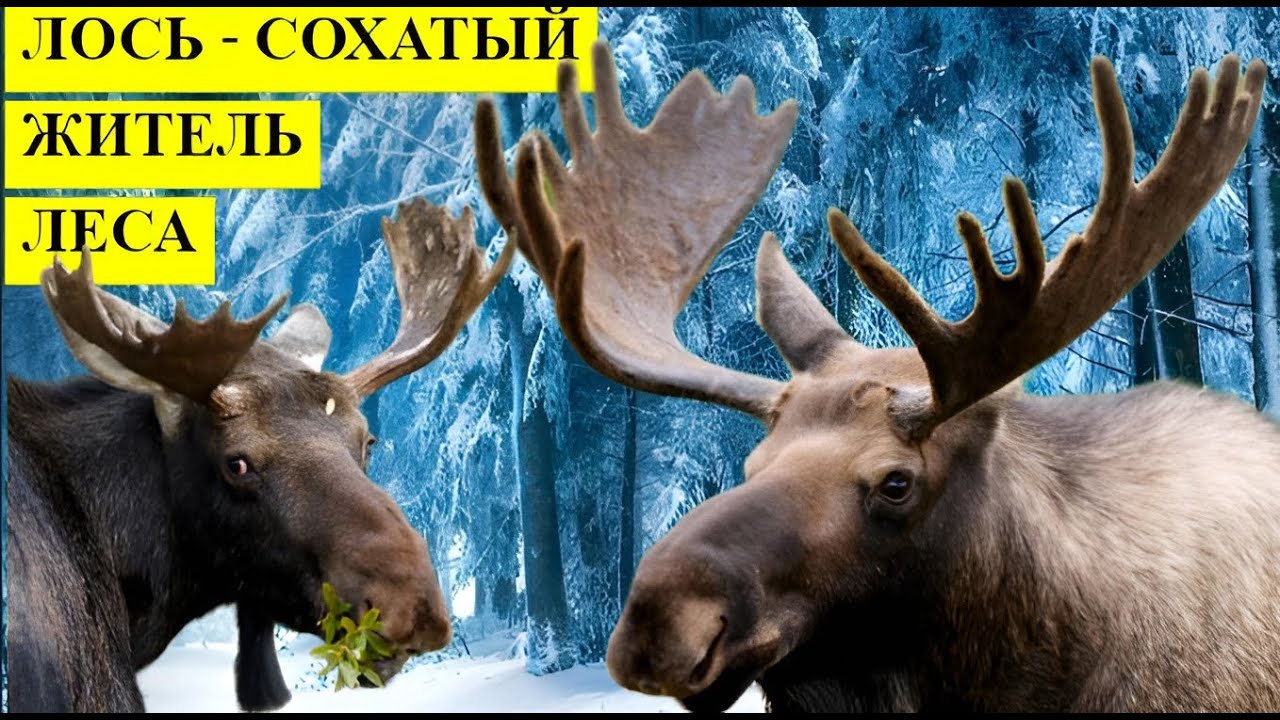 Лось СОХАТЫЙ житель леса - YouTube