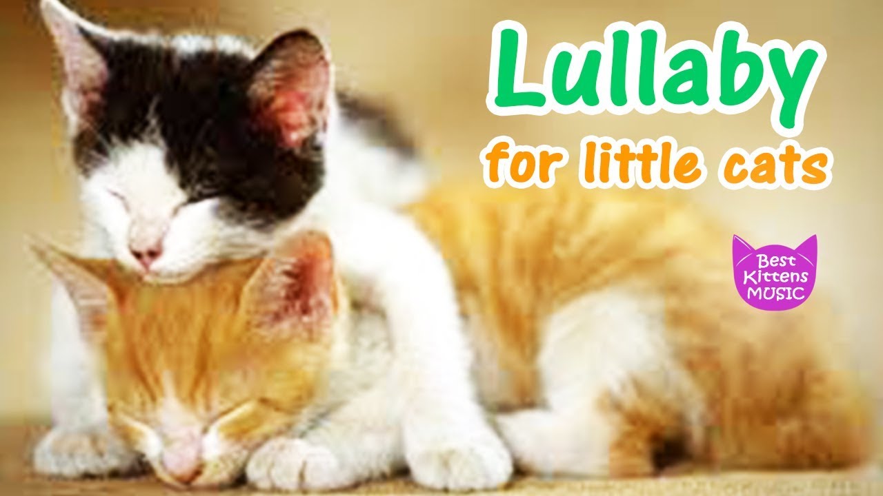Lullaby music for little cats 2 Hours Cats songs to sleep - YouTube