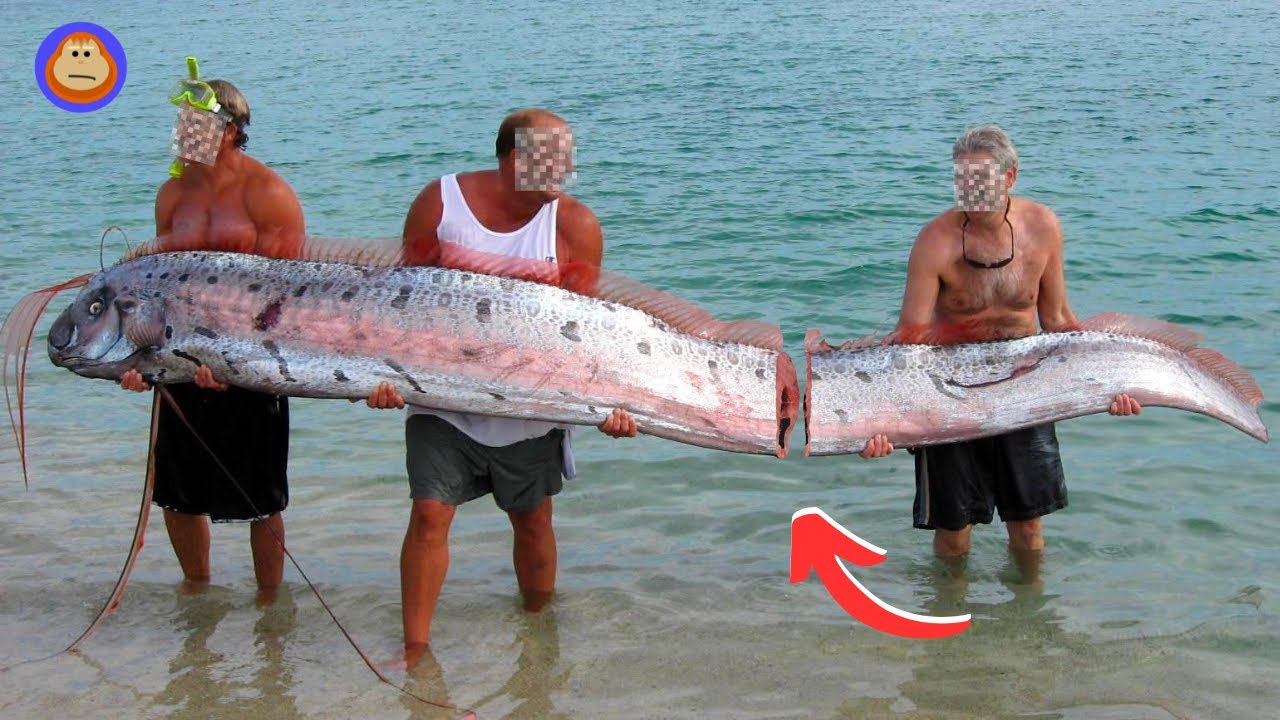 This Fish Can Survive Being Cut in Half | The Oarfish - YouTube