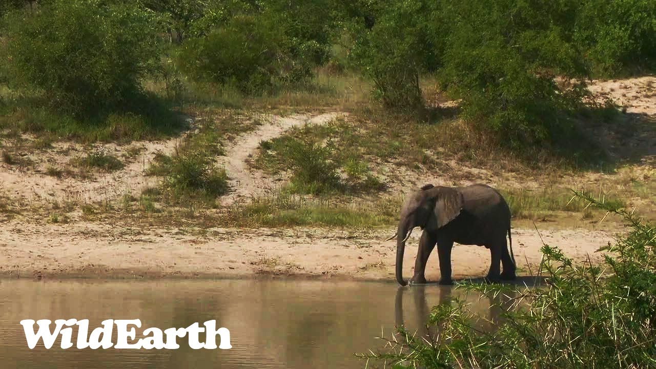 WildEarth - Live at the Waterhole 03 December 2023 - YouTube
