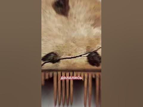 История первой расчески 🌷 - YouTube