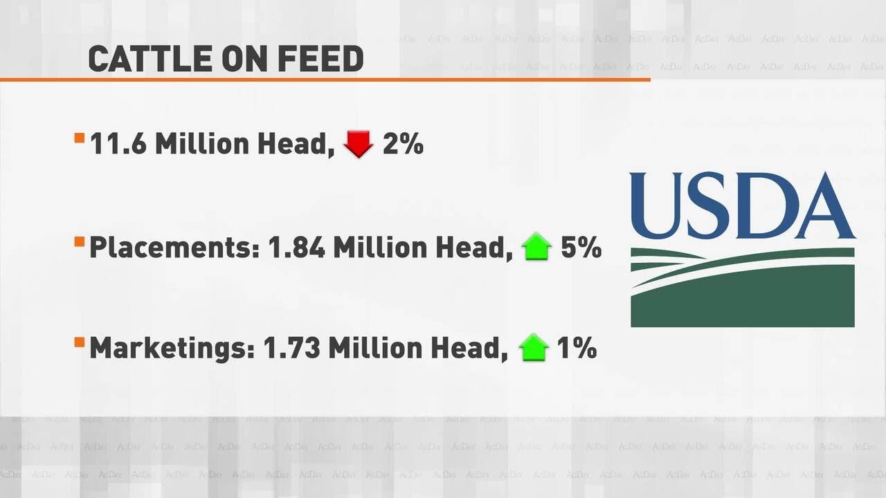 New Cattle on Feed Report Released From USDA - YouTube