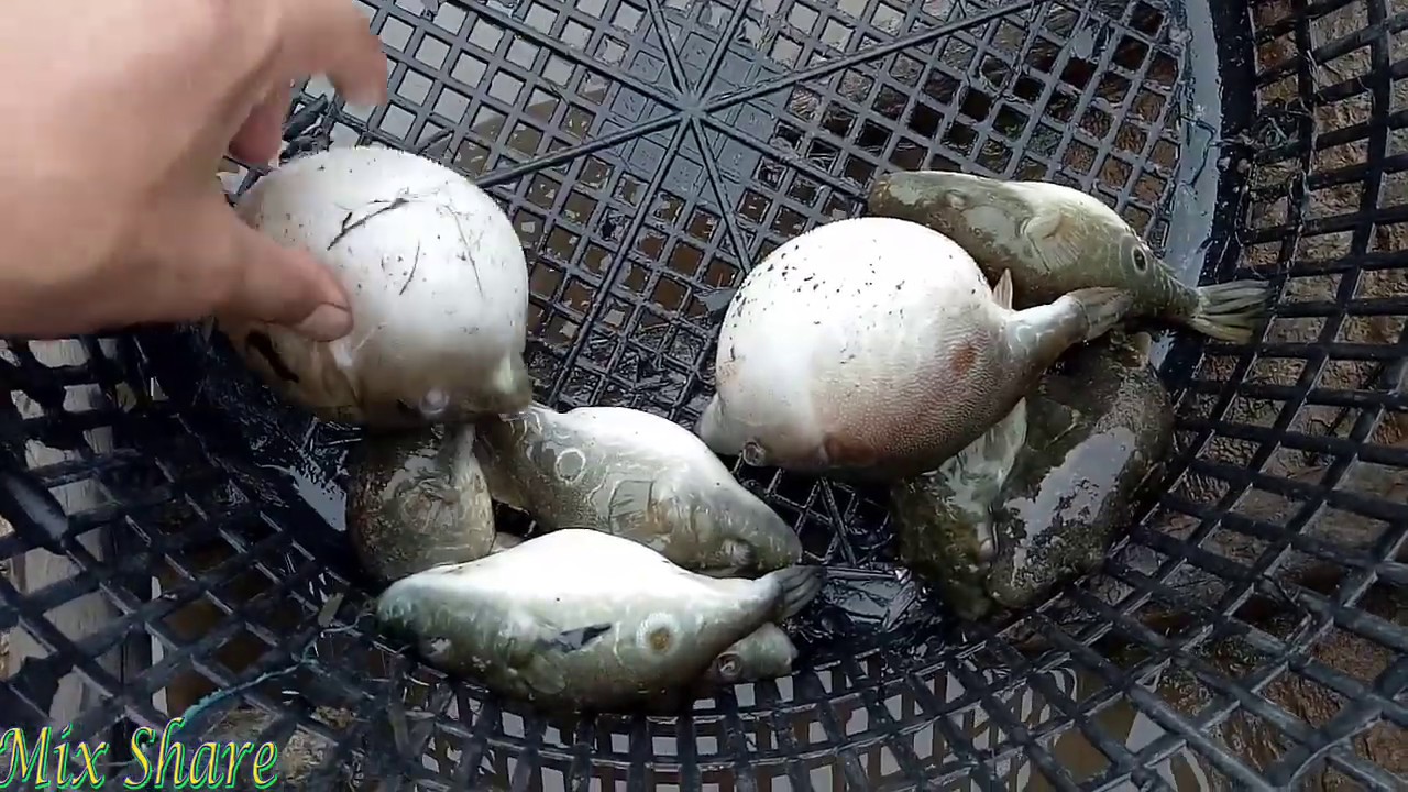 Play the Kampot fish to make them fly - YouTube