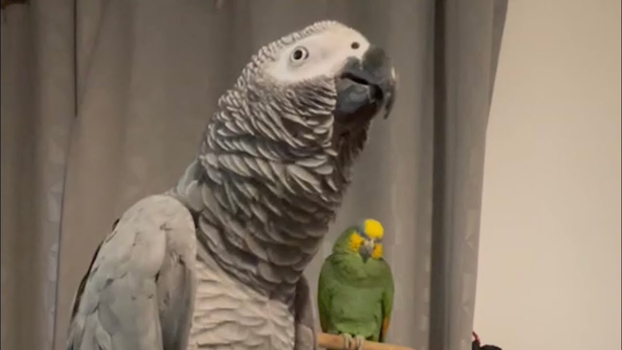 African grey speaking #parrot go to bed - YouTube