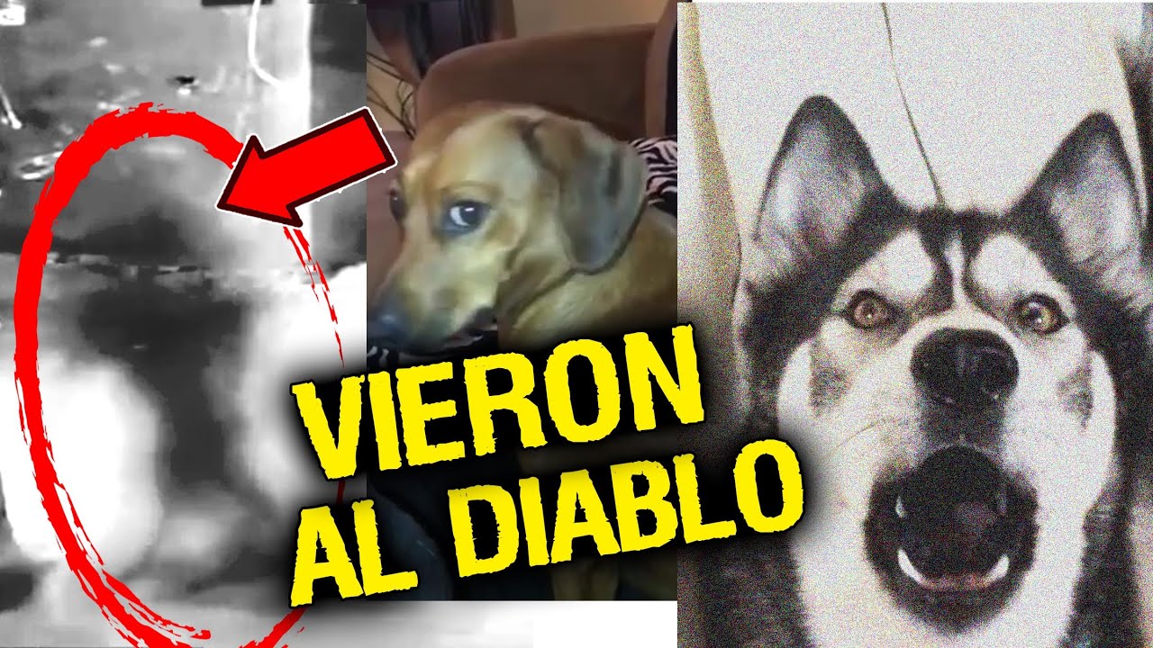 9 PERROS REACCIONANDO TRAS VER AL DEMONIO - YouTube