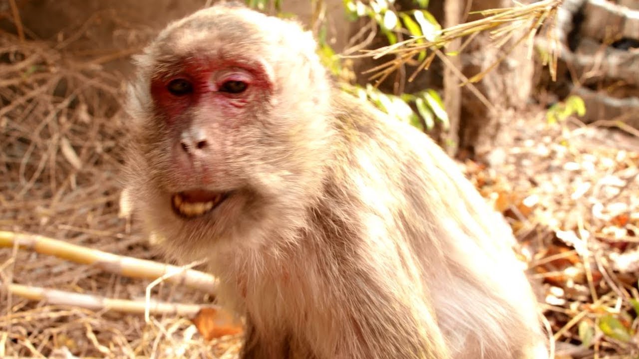 OMG, Abigail Crawl To Me, How Interesting Old Monkey Suggest Food, Cute ...