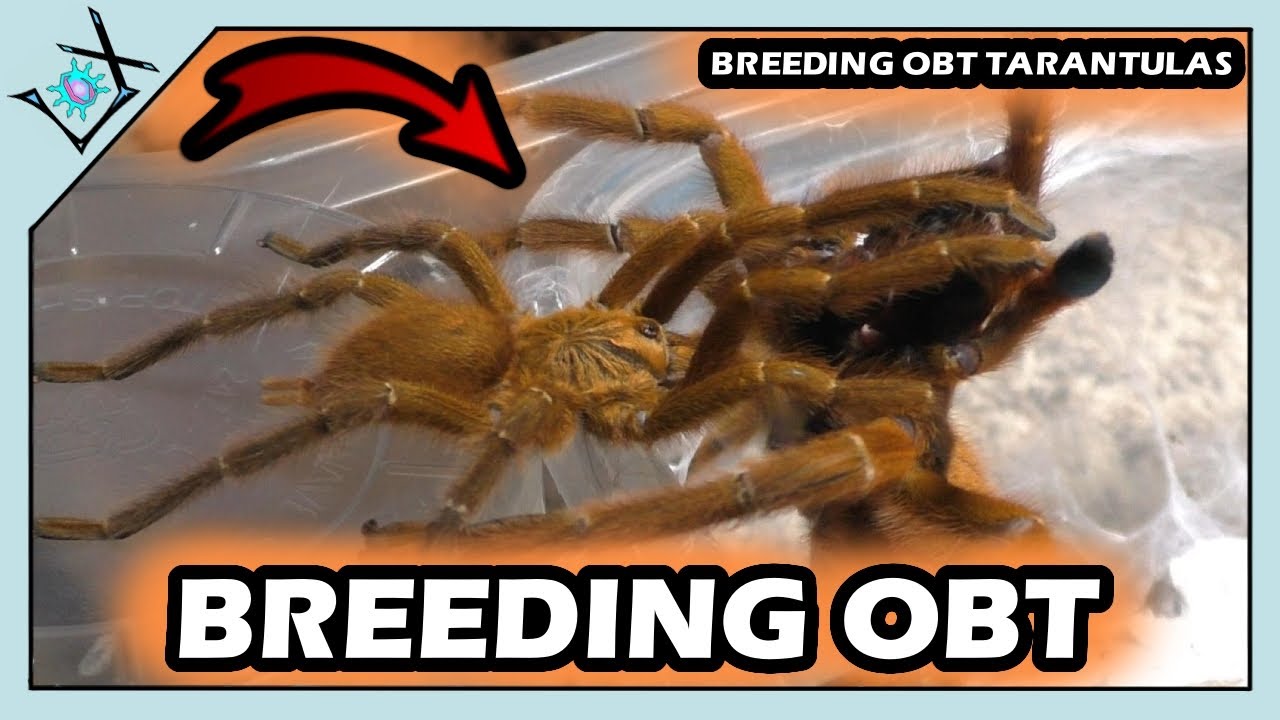 Breeding Orange Baboon Tarantulas | Pterinochilus murinus | OBT ...