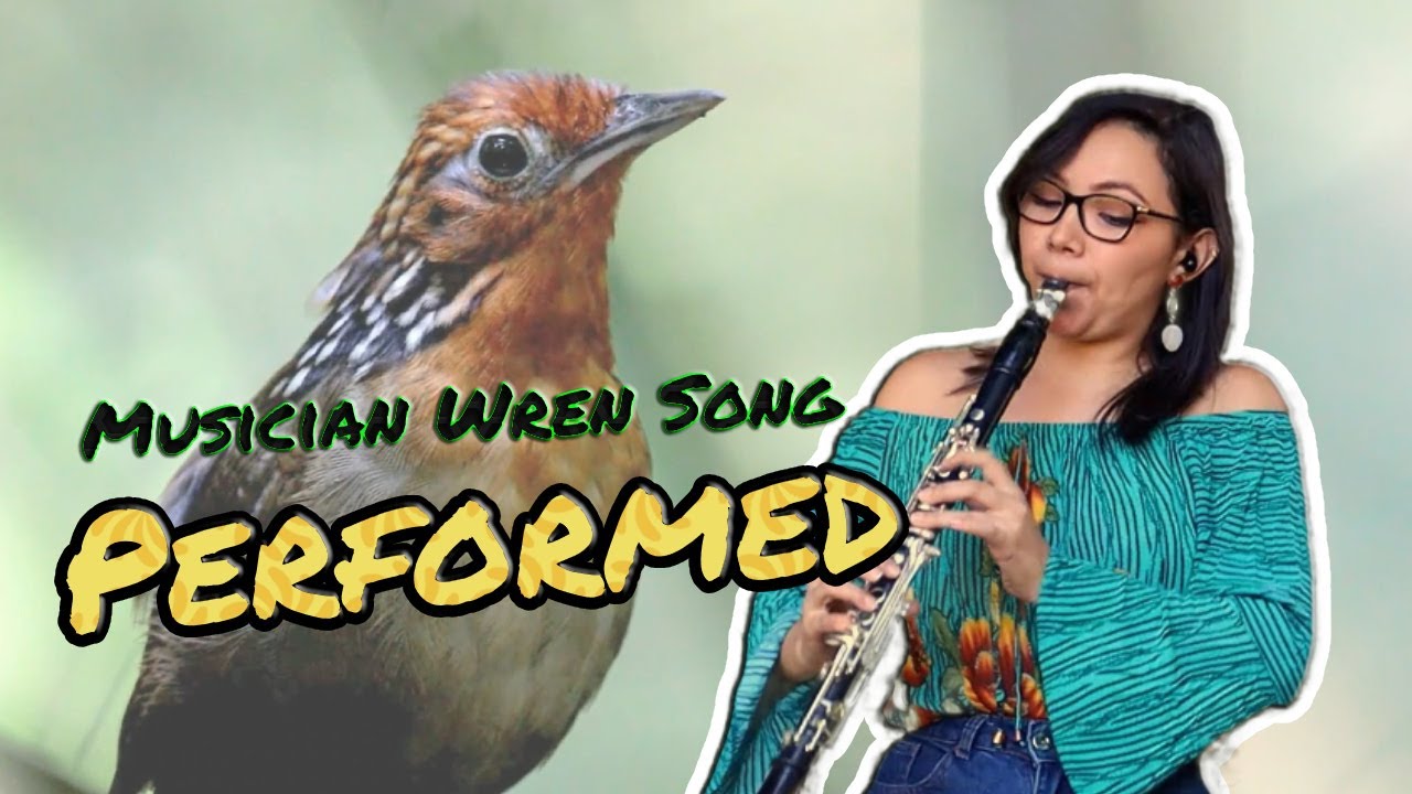 Musician Wren "Uirapuru" Song (Transcribed & Performed) - YouTube