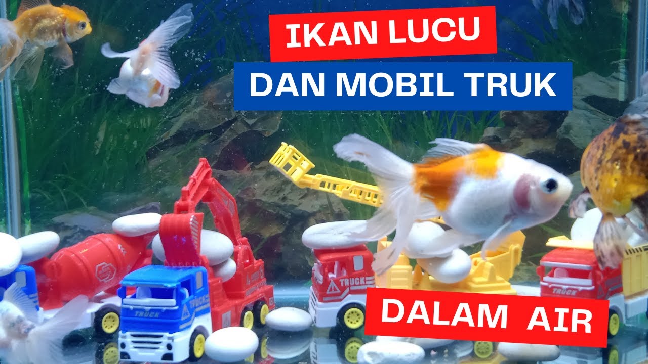Kumpulan ikan hias cantik dengan mobil mainan truk unik dan lucu dalam ...