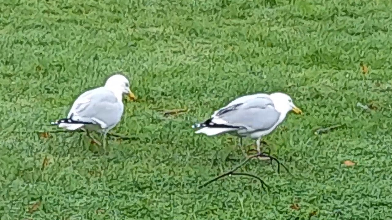 Gulls doing the Worm Dance - YouTube