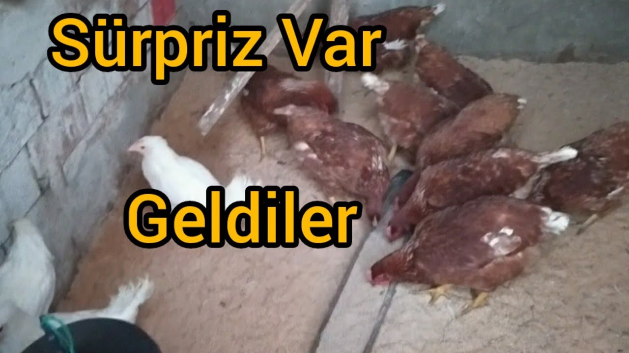 LİGORİN TAVUKLARI GELDİ. - YouTube