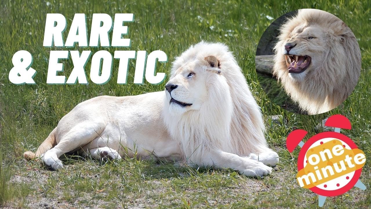 The Majestic White Lions | Rare & Exotic Animals In The Wild | Extremely Rare Endangered White ...