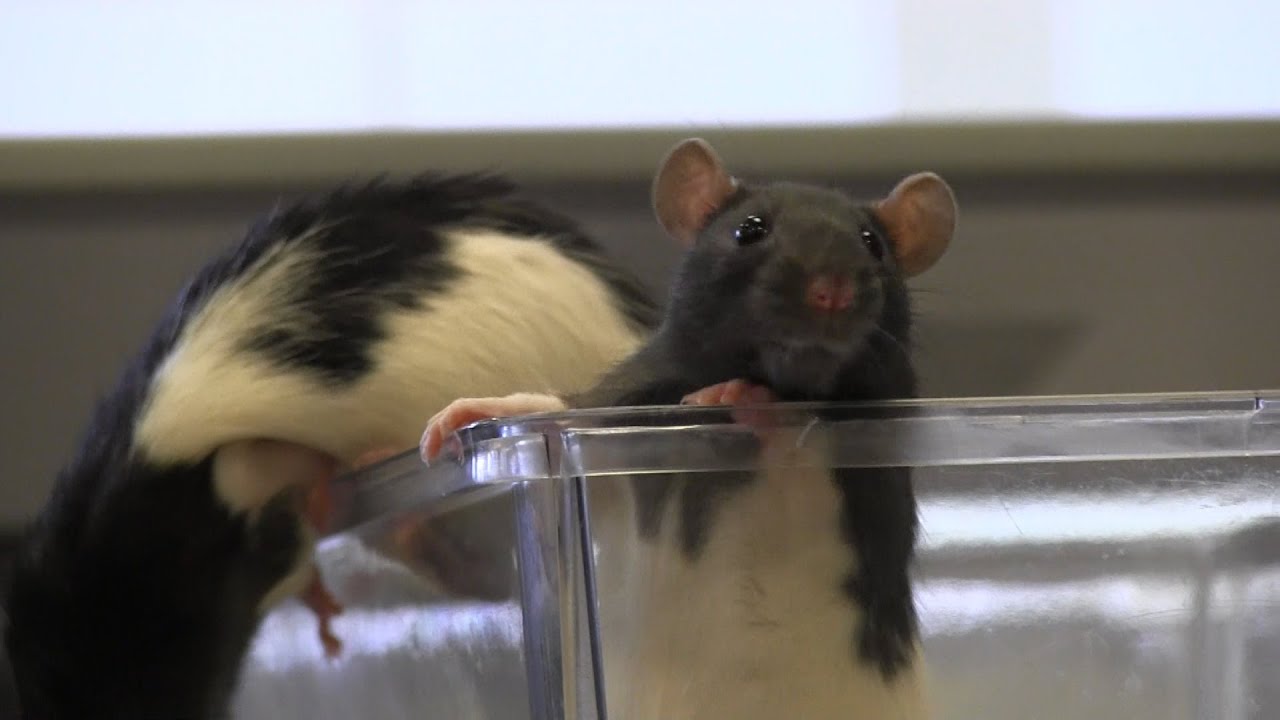 16 Lab Rats Up for Adoption at Millersville University - YouTube