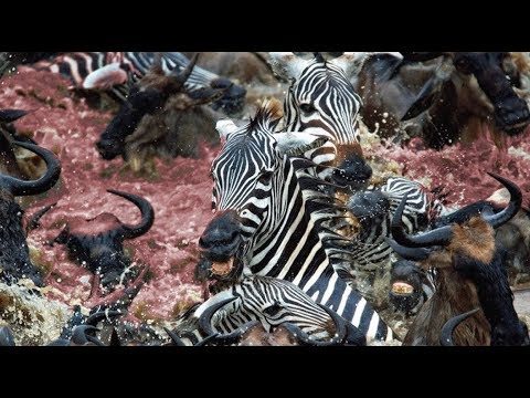 Buaya Berpesta Zebra dan Wildebeest Yang Migrasi Menyebrang Sungai ...