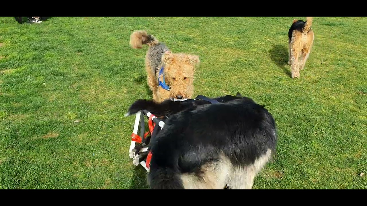 disabled paraplegic kelpie dog protected from Airdale by german ...