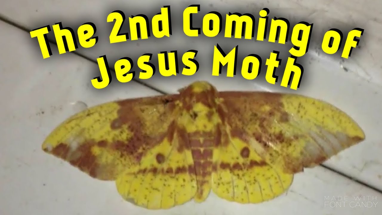 The 2nd Coming of Jesus Moth - YouTube