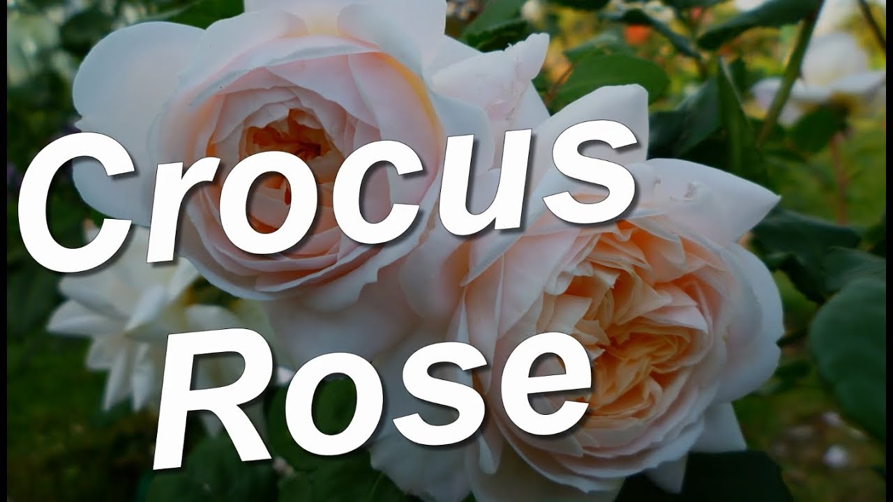 Crocus Rose David Austin - YouTube
