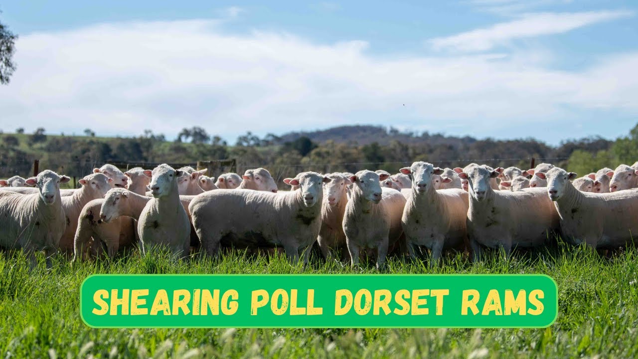 SHEARING RAMS + NEW DOG KENNEL | Australian Sheep Farming - YouTube