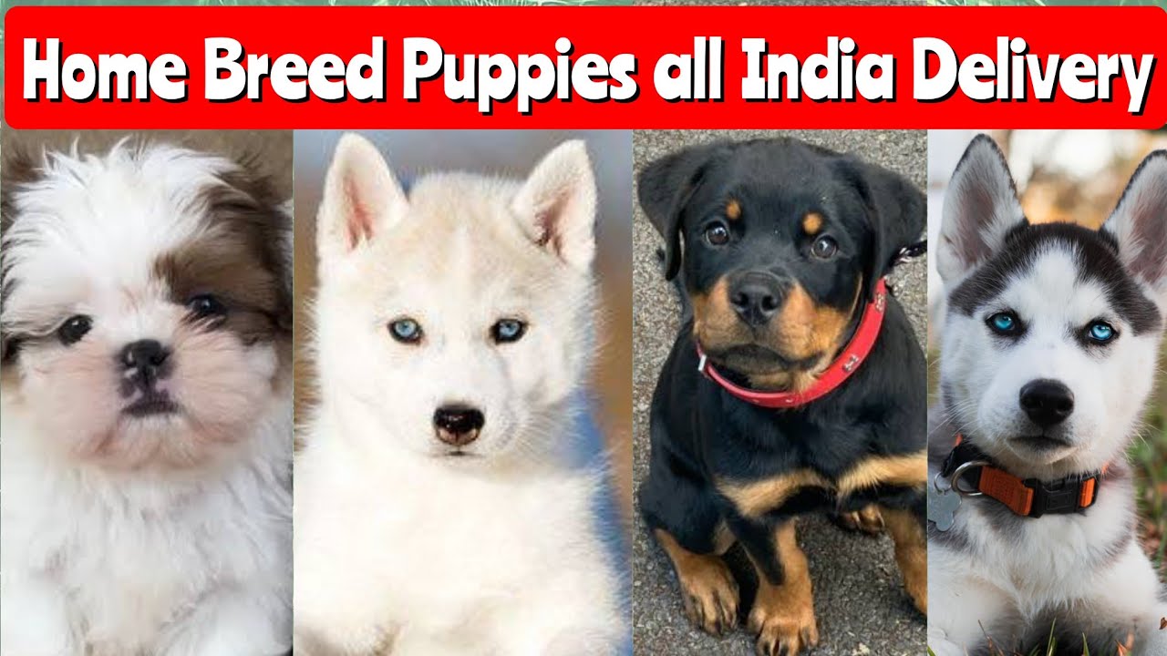 Dogs all India Delivery 🐕‍🦺 Cute Puppies at Low Price From Breeder ...