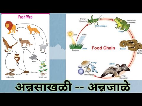 Environment|5|Food Chain|Food Web|अन्नसाखळी|अन्न जाळे|Paryavaran|MPSC ...