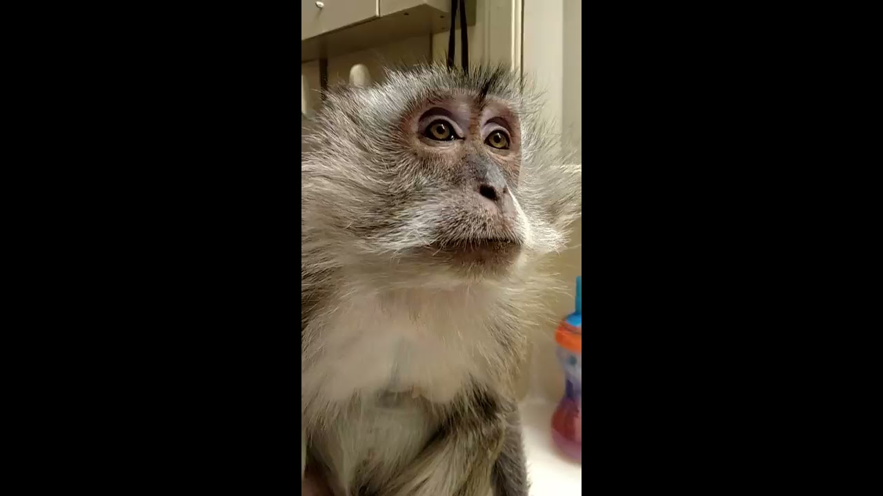 Monkey eyebrows on fleek - YouTube