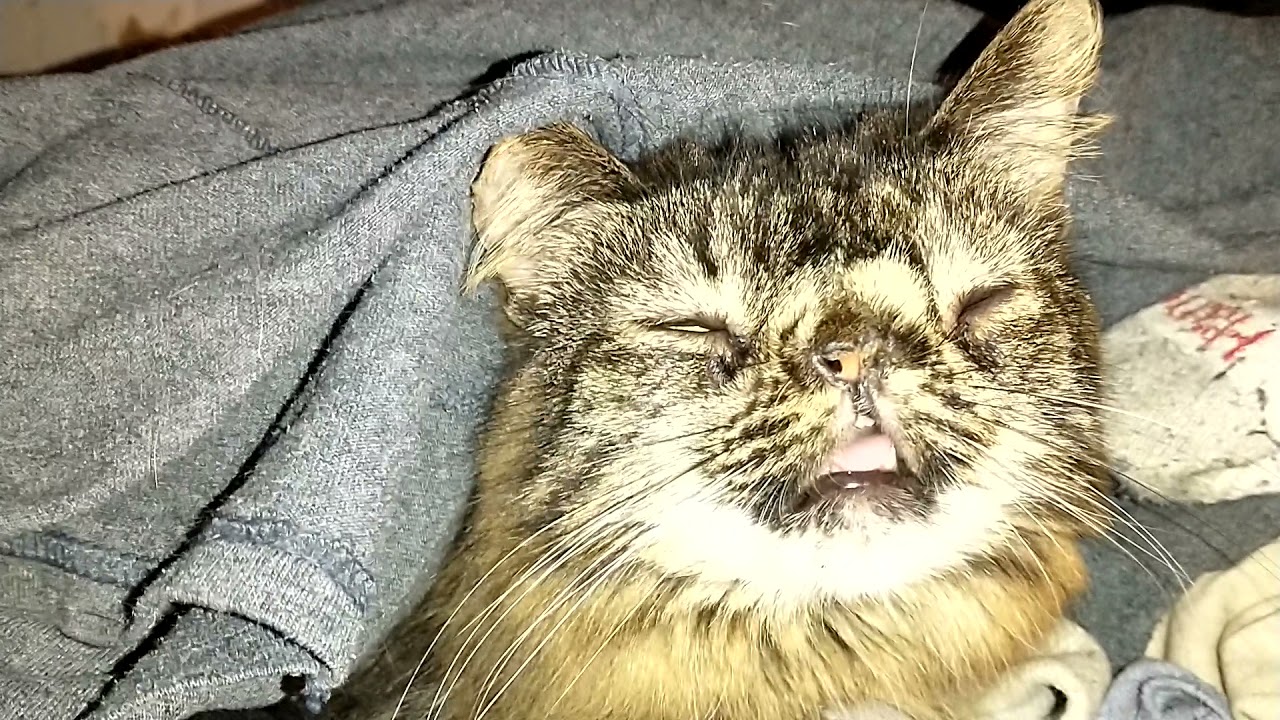 FOUND HER!!!!. DowneyThe Downs Syndrome Cat!!🐈🐈 Thanks for the help ...