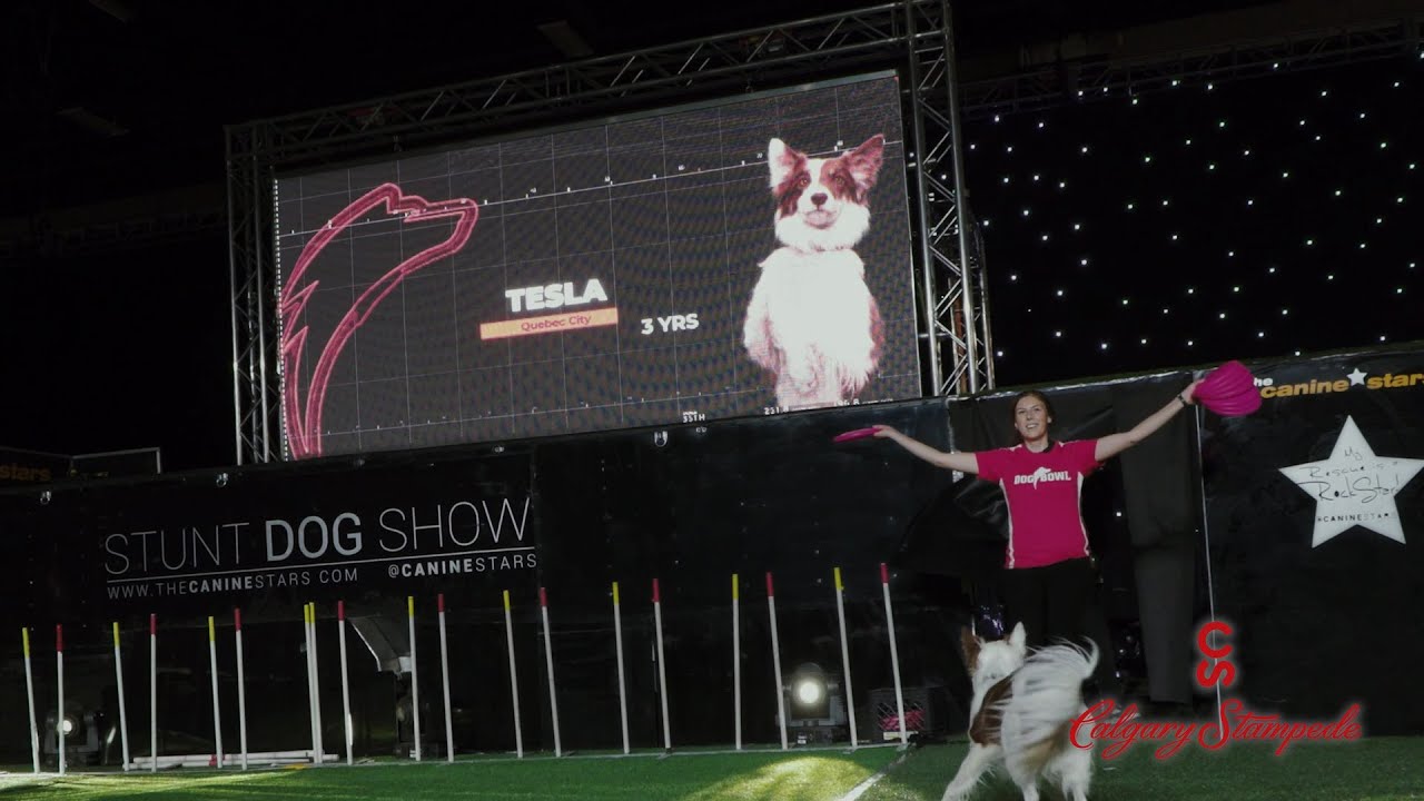 Canine Stars ⭐ Stunt Dog Show 2023 - YouTube