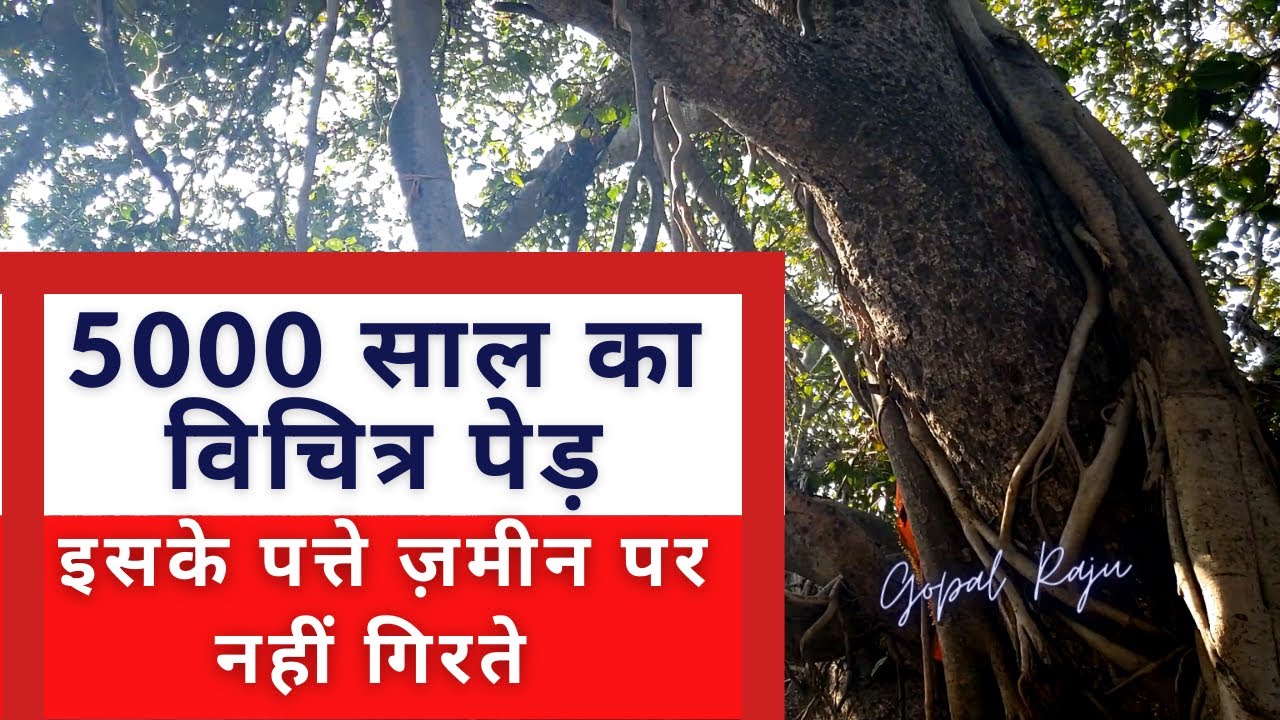 5000 वर्ष पुराने दुनिया के सबसे विचित्र सदा बहार वृक्ष की महिमा और ...