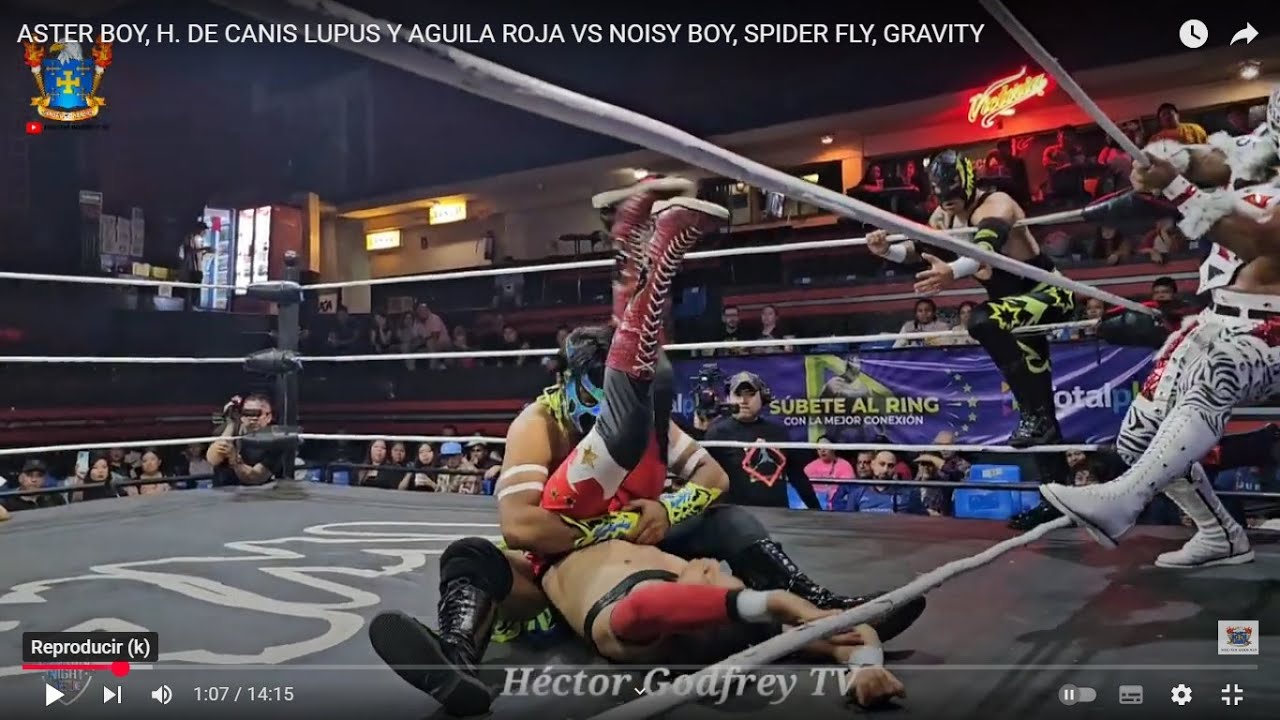 ASTER BOY, H. DE CANIS LUPUS Y AGUILA ROJA VS NOISY BOY, SPIDER FLY ...