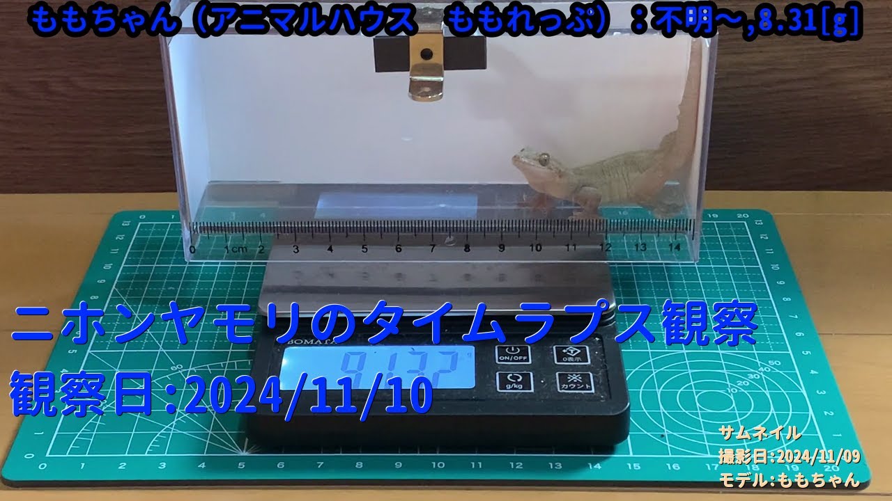 【For Work】 RPi-Cam-Web-Interfaceを用いたニホンヤモリのTimelapse観察 2024年11月10日 ...