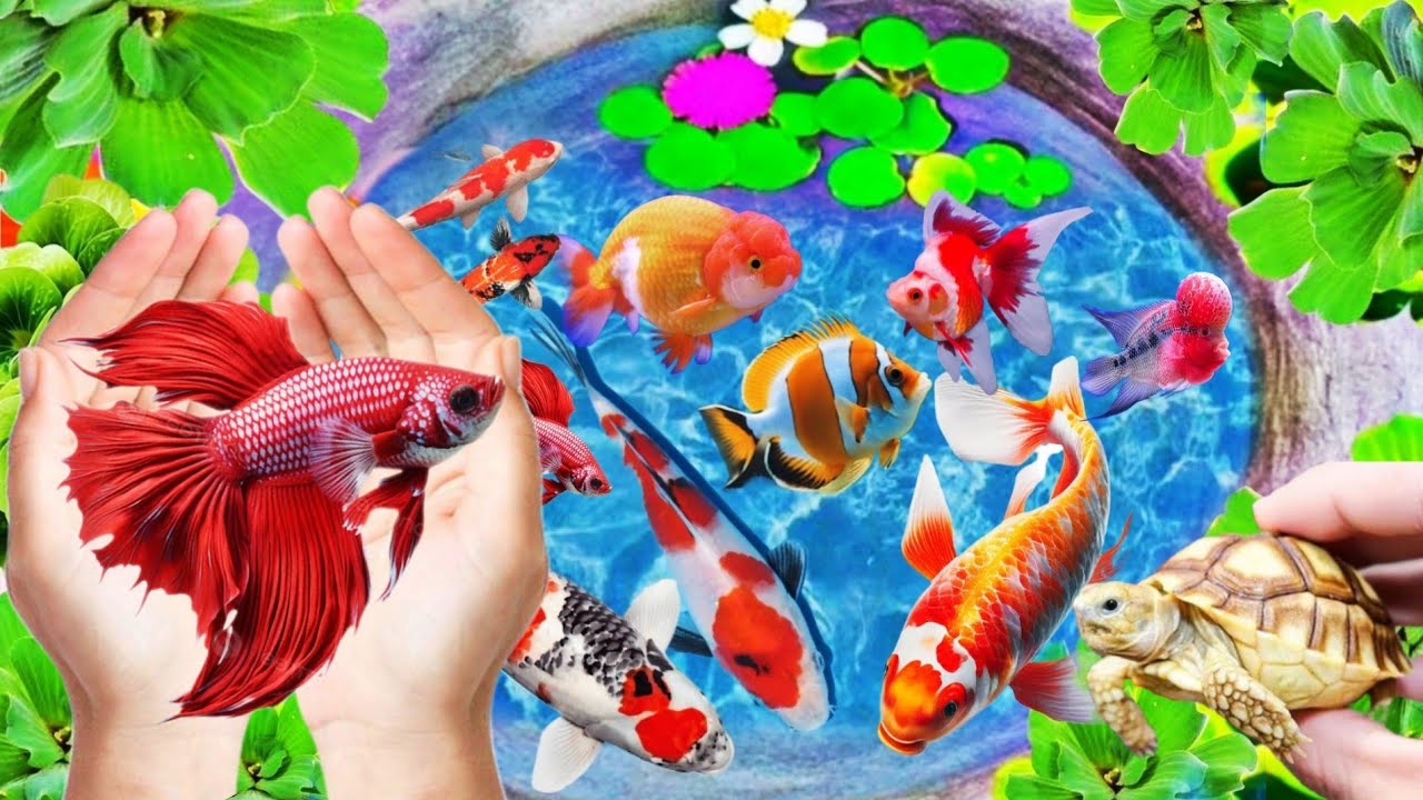 7:03 minutes very satisfying when it rainslooking for cute Goldfish ...