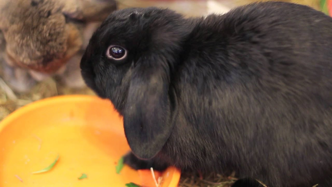 6 month old mini lop rabbits - YouTube