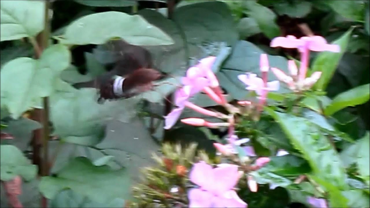 Rare visitor to Canada : Titan sphinx (most probably) - YouTube