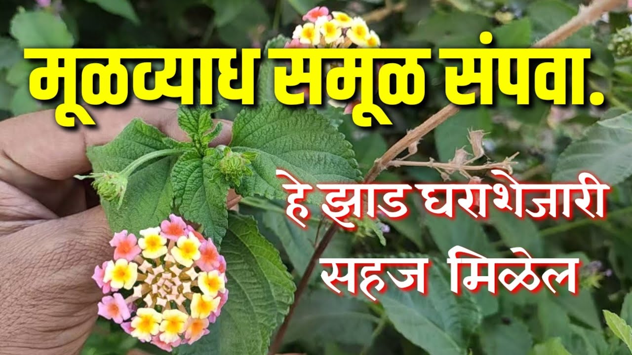 मूळव्याध समूळ संपवा या 1 उपायाने, डॉ तोडकर | dr todkar piles gharguti ...