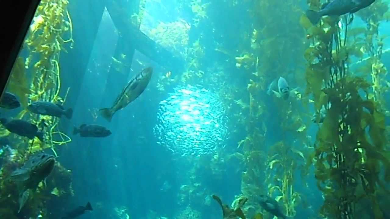 Monterey Bay Aquarium Kelp Forest - YouTube