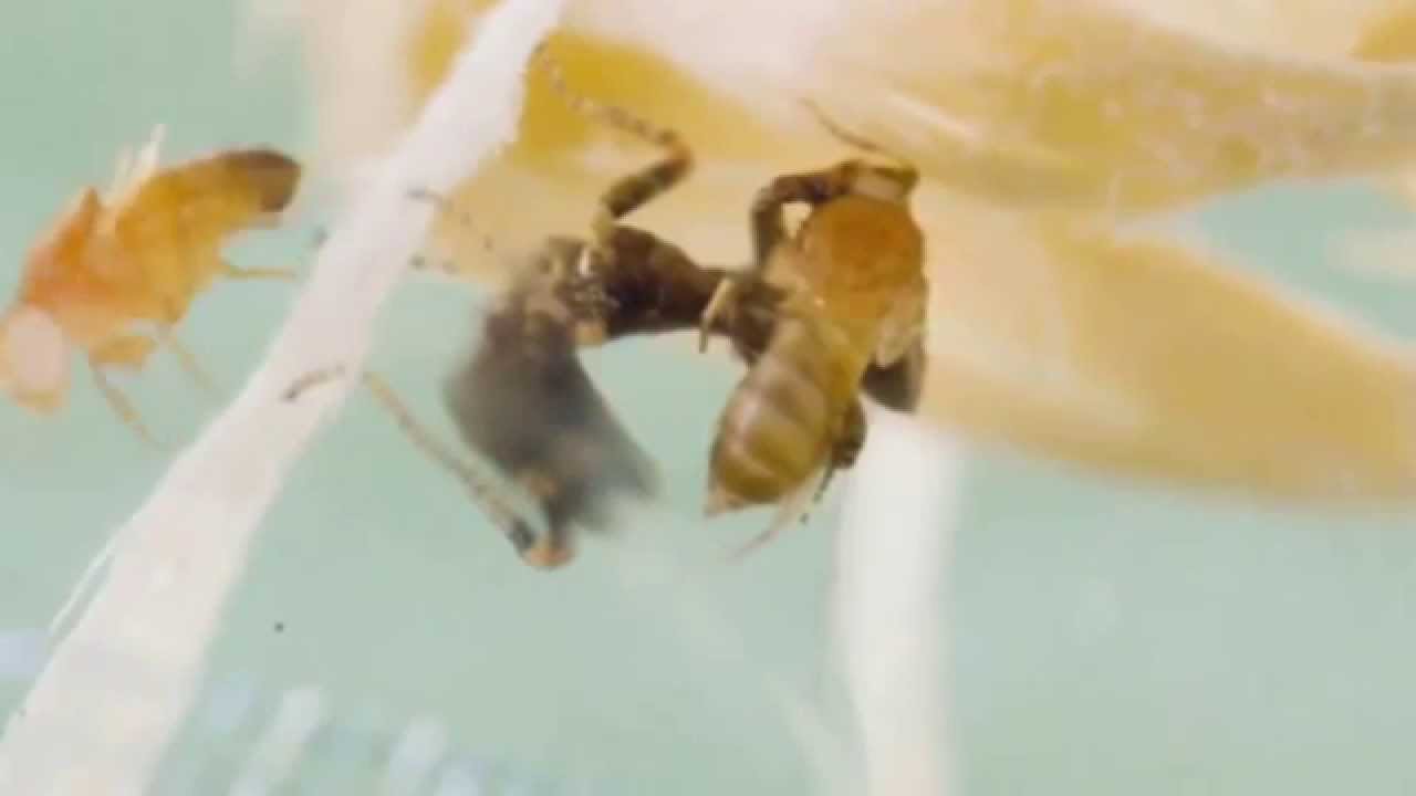 Ameles spallanzania (European Dwarf Mantis) (1st instar) chowing down ...