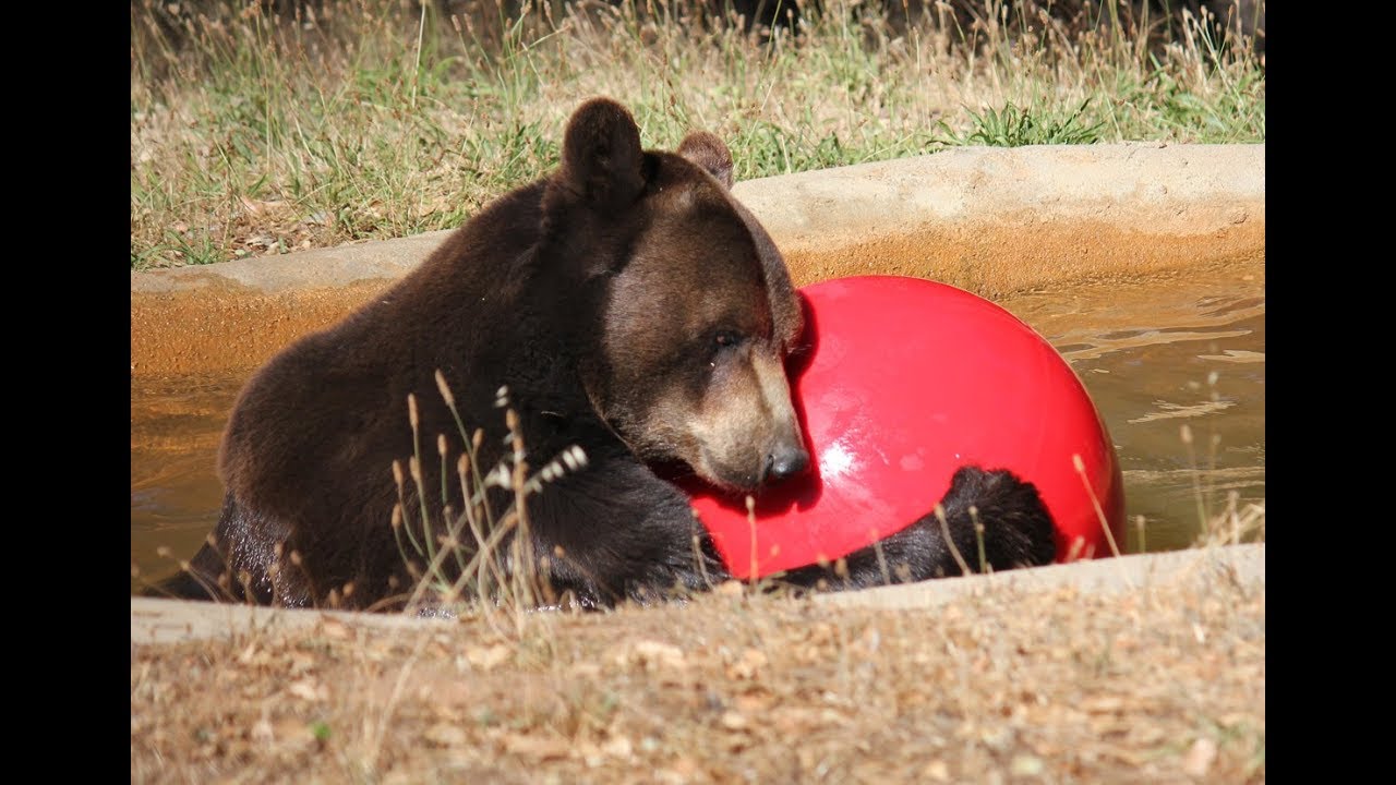 Ben the Bear - YouTube