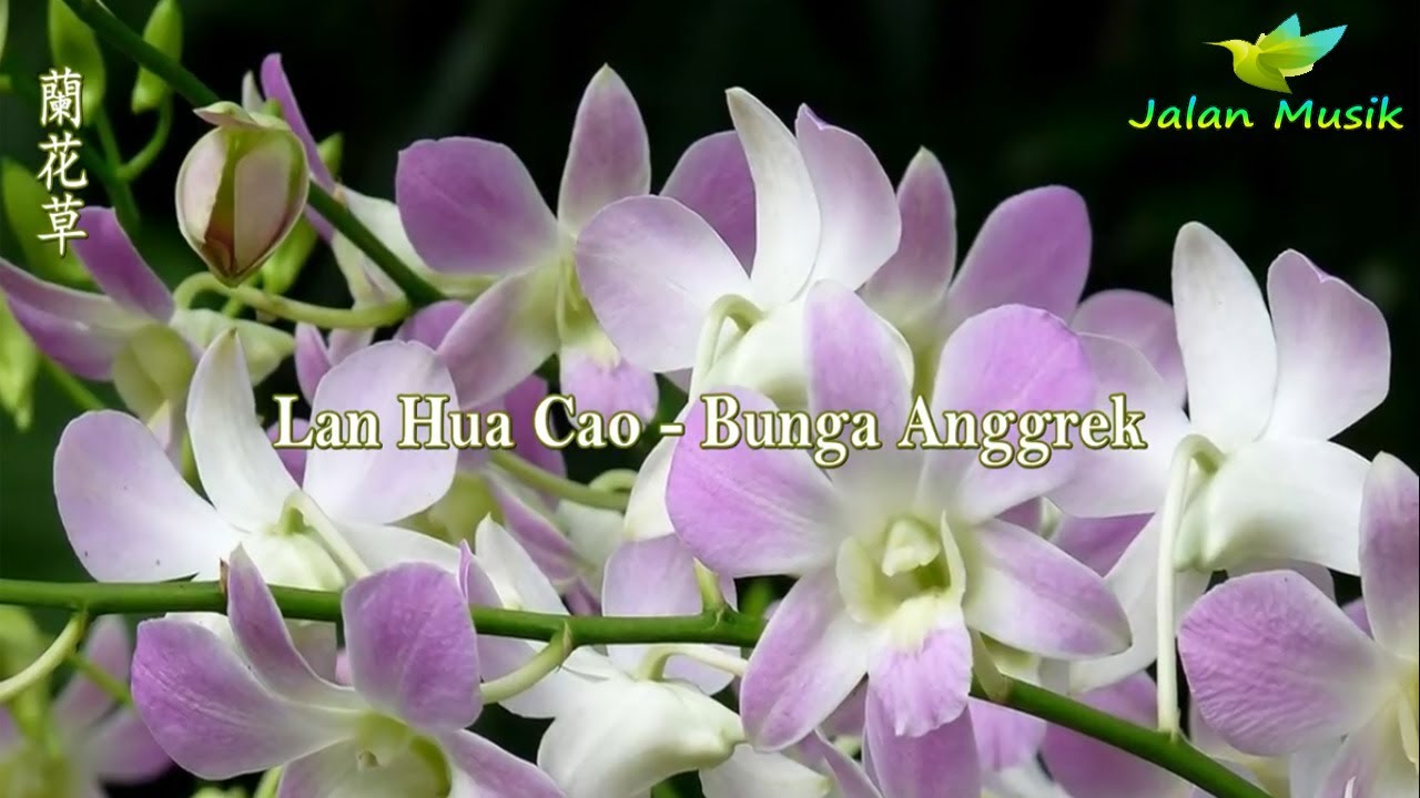 Lan Hua Cao 蘭花草 (Bunga Anggrek) Lyrics Video Lirik Terjemahan Indonesia ...