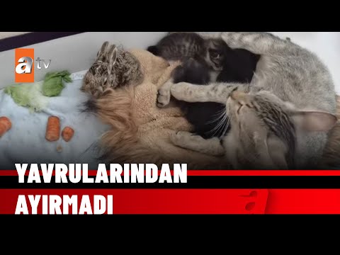 Yavru tavşana kediden anne şefkati - atv Haber 20 Mayıs 2022