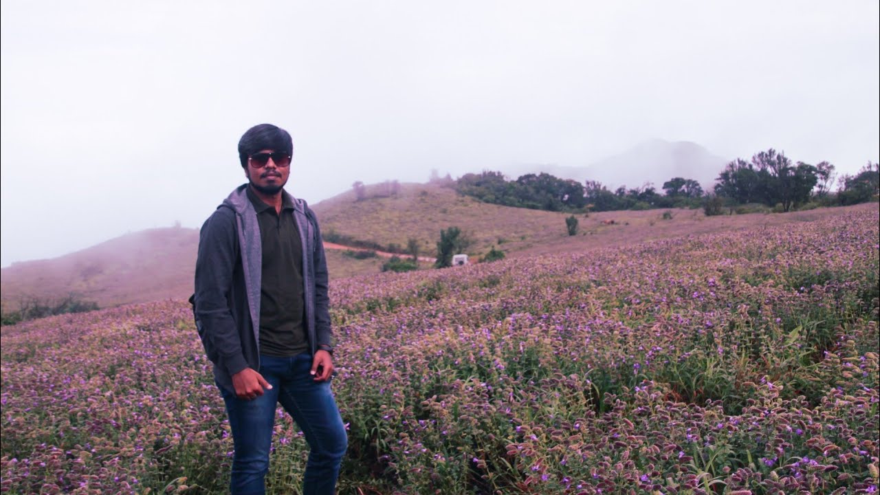 Neelakurinji Flowers That Bloom Once Every 12 Years at Mandalpatti ...