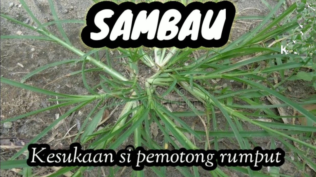 rumput sambau yang membuatkan si pemotong rumput geleng kepala - YouTube