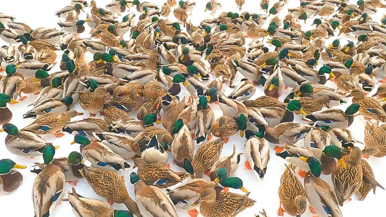 Arctic Duck Legions Assemble! [4K60] - YouTube