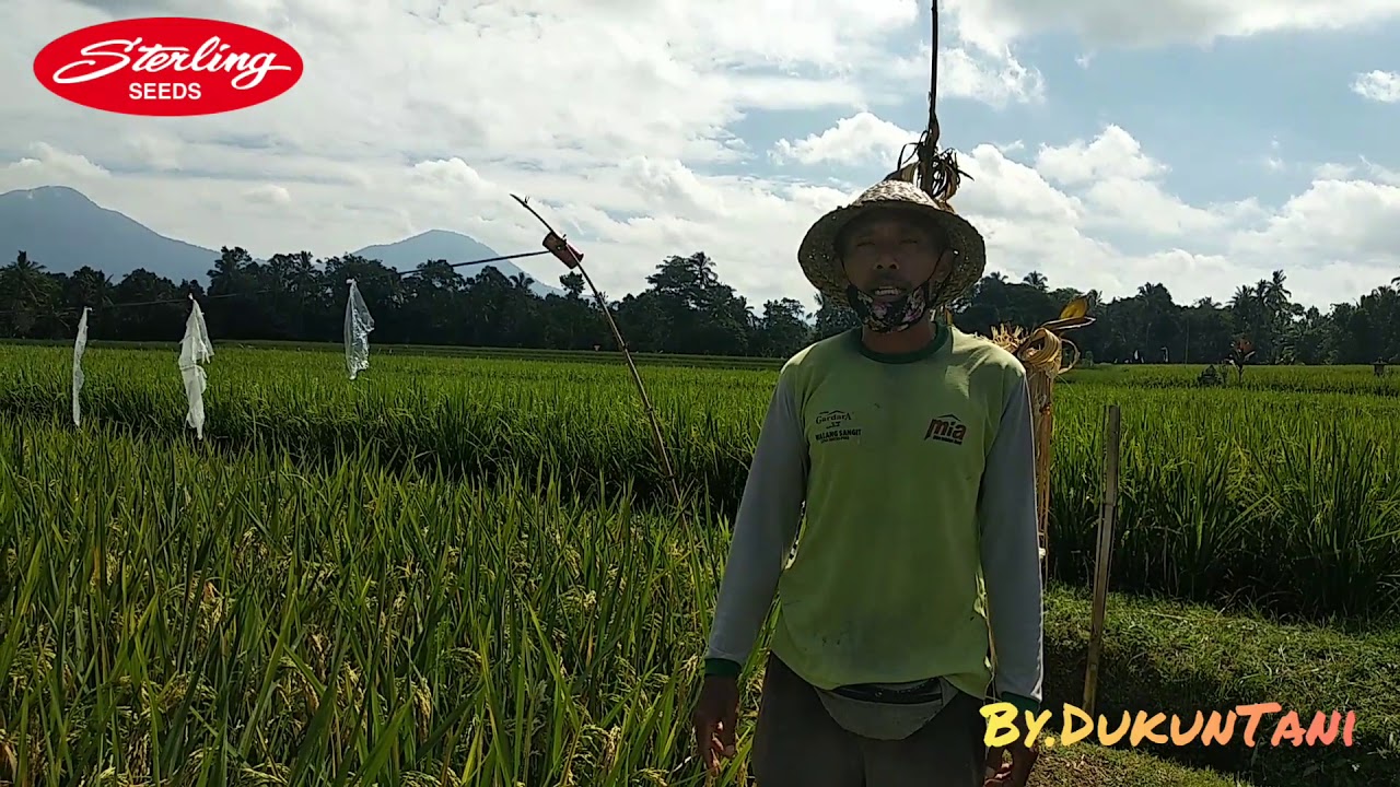 Kata mereka tentang Padi Hibrida Terbaik STERLING !! - YouTube
